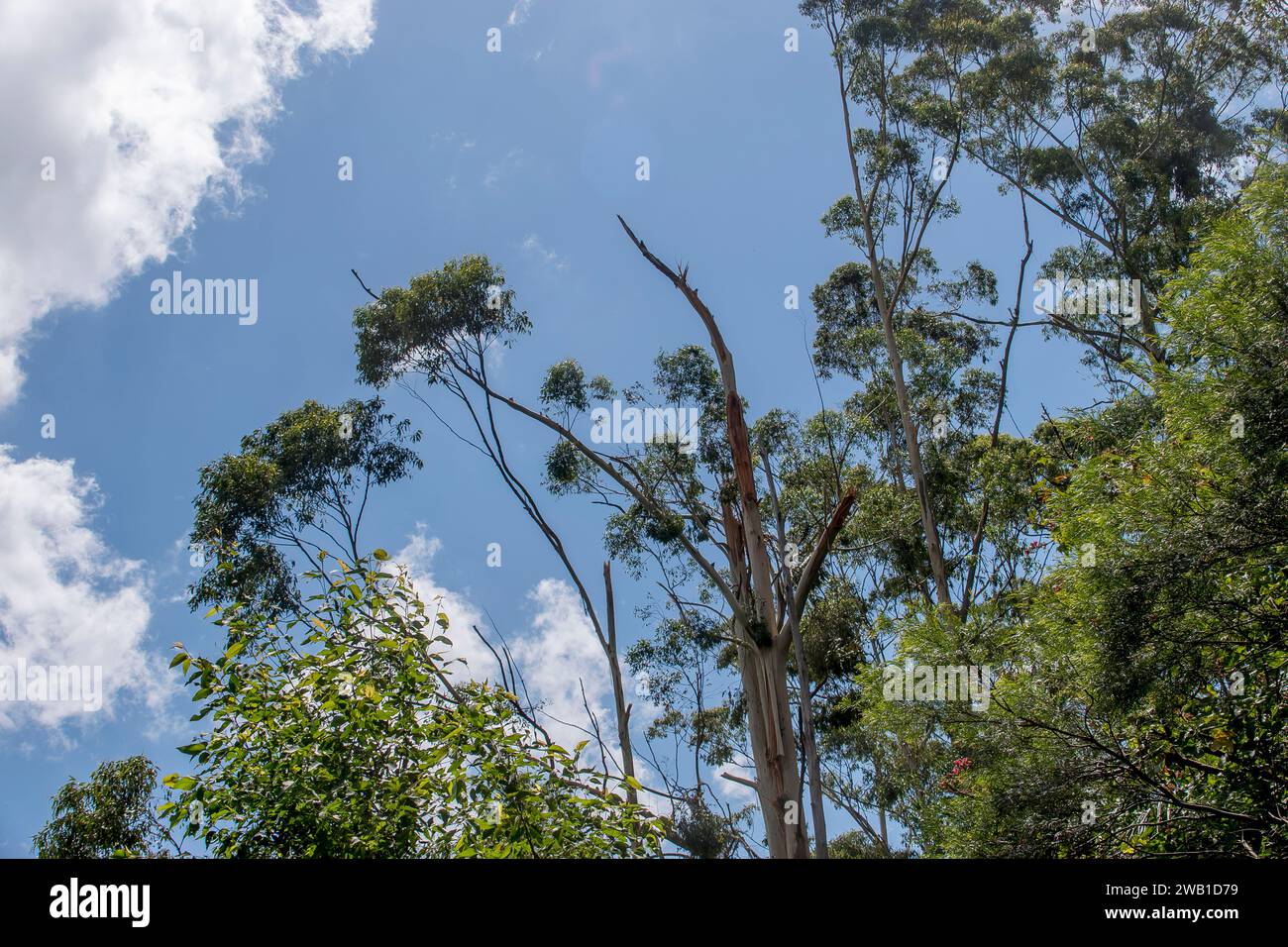Storm damage of freak tornado on rainforest, Tamborine Mountain ...
