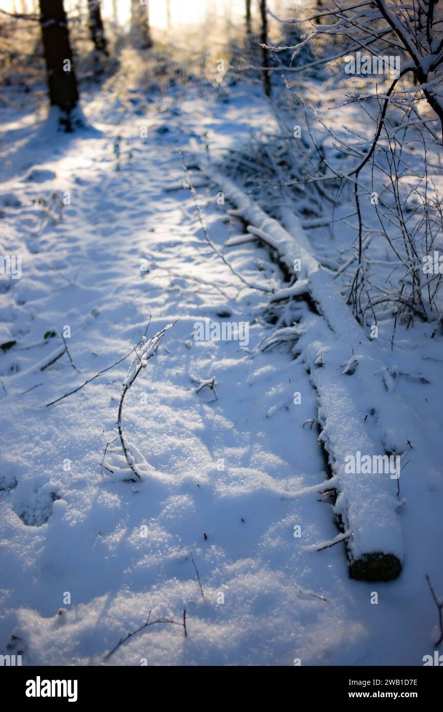 Dead tree stump in snow hi-res stock photography and images - Alamy