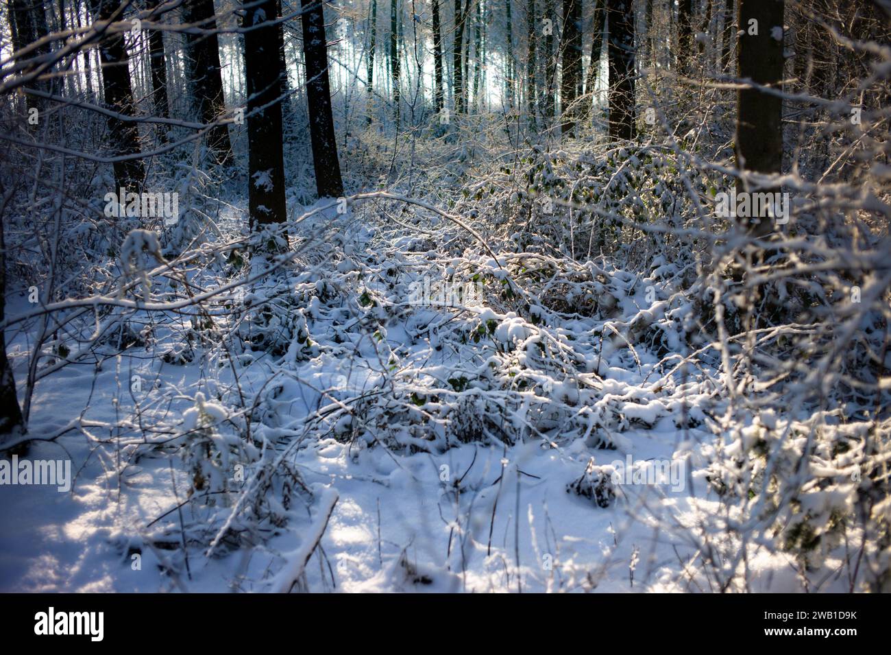 Open area with overgrown bushes in a snowy winter forest. Backlight ...