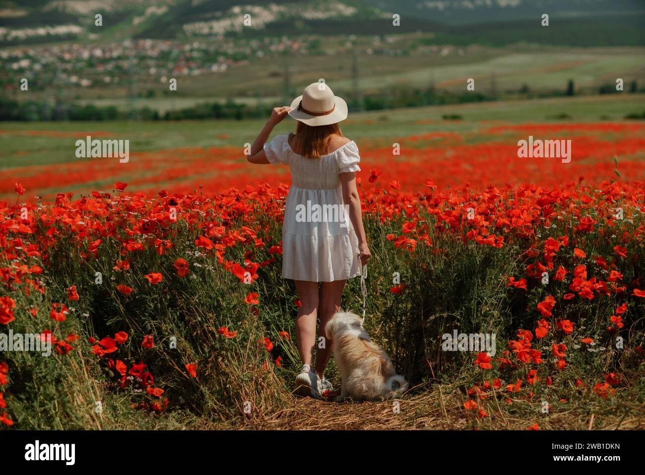 Field of poppies woman dog. Happy woman in a white dress and hat stand ...