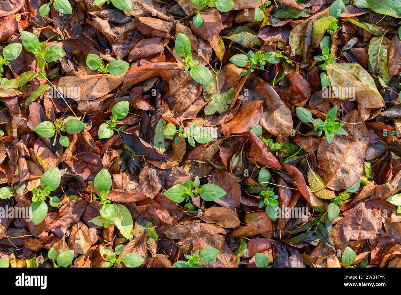 Prepare garden flower beds hi-res stock photography and images - Alamy