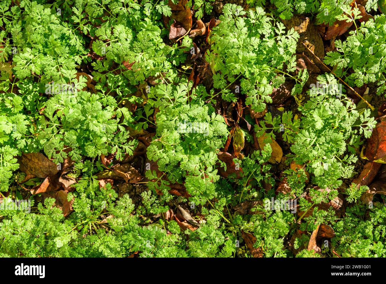 Prepare garden flower beds hi-res stock photography and images - Alamy