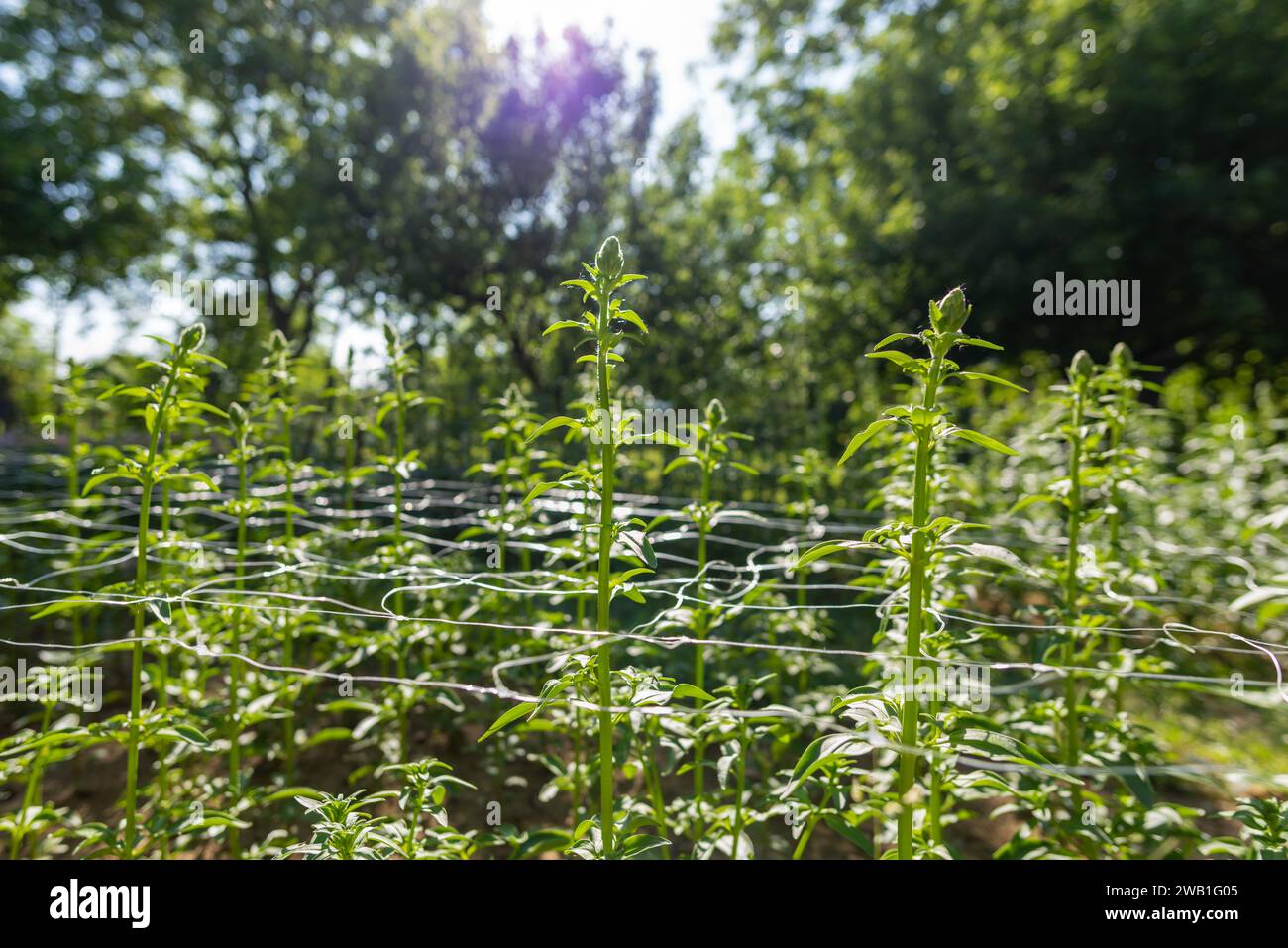 Cut flower netting. Plant support net. Using plastic garden netting to ...