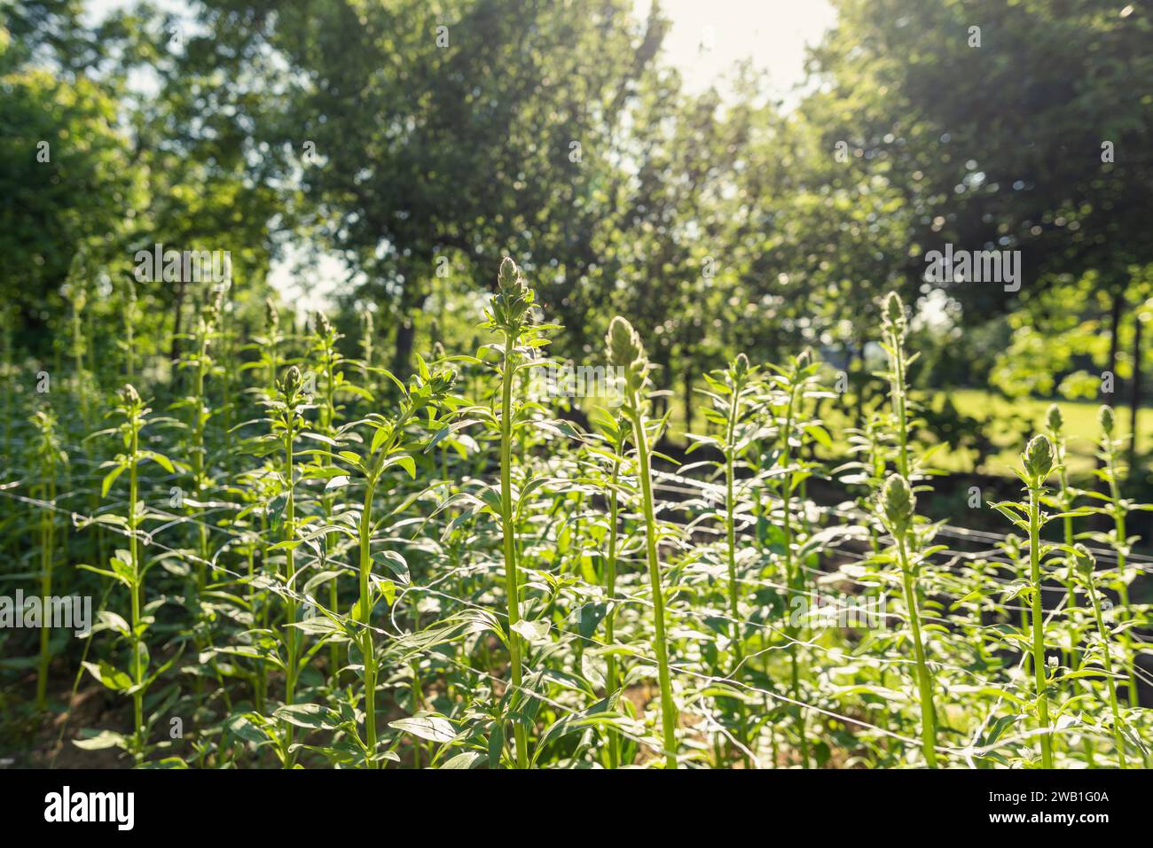 Cut flower netting. Plant support net. Using plastic garden netting to ...