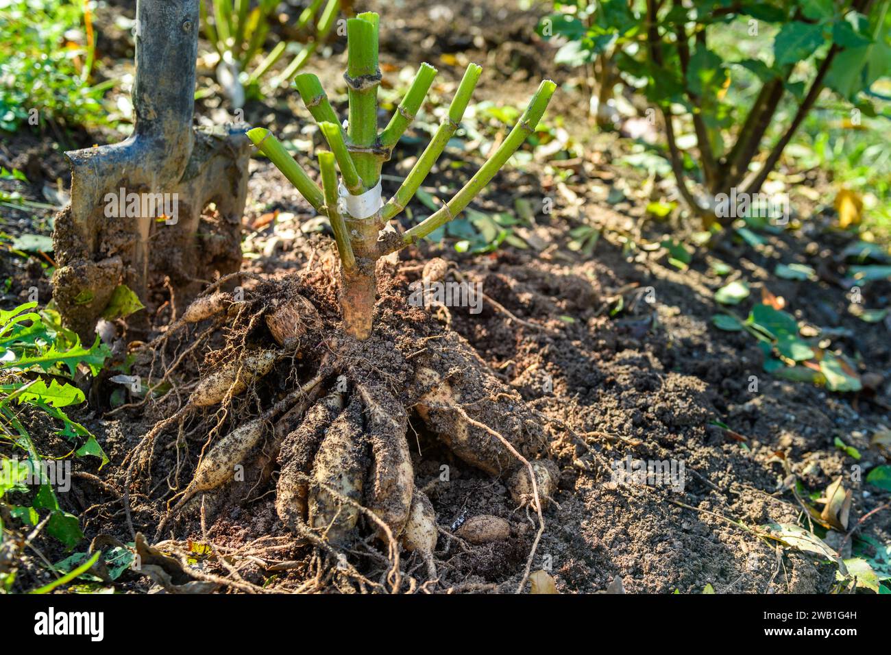 Freshly lifted dahlia plant tubers. Digging up dahlia tubers, cleaning ...