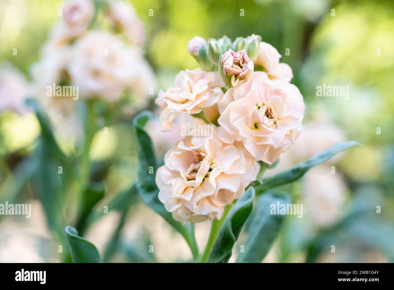 Matthiola incana, or commonly called Stock. Beautiful blush peachy ...