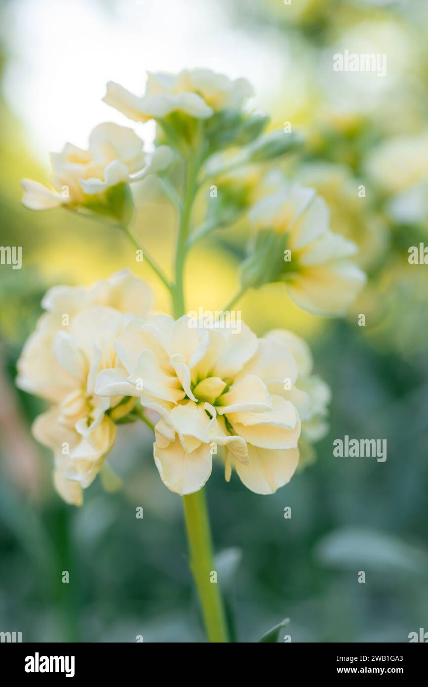 Matthiola incana, or commonly called Stock. Beautiful pastel creamy ...