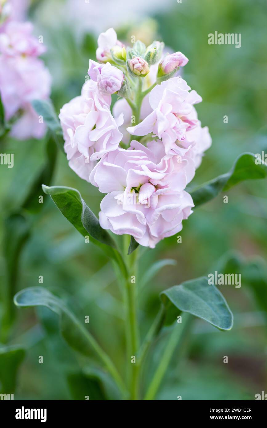 Matthiola incana, or commonly called Stock. Beautiful pastel pink ...
