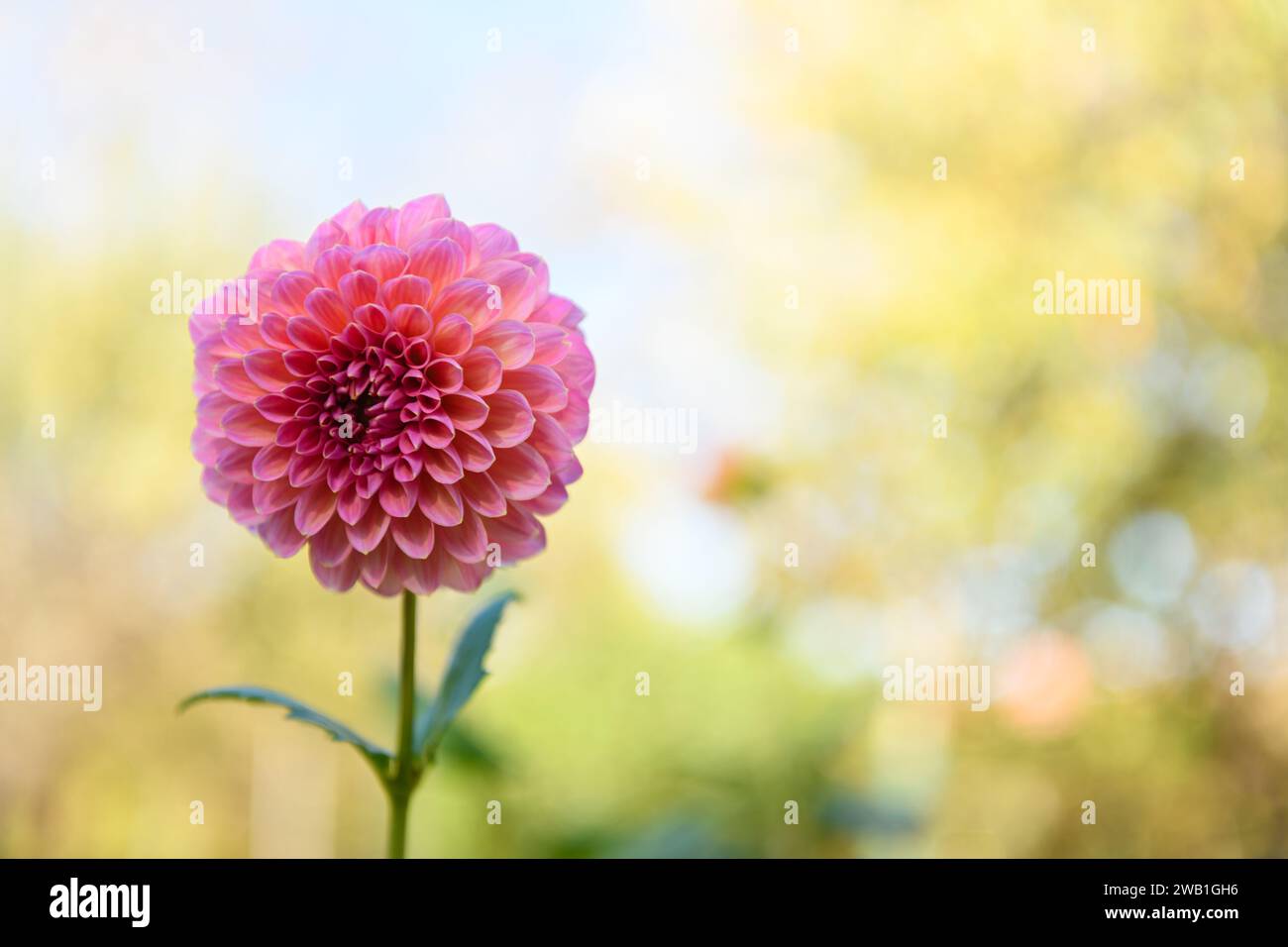 Dahlia pink runner hi-res stock photography and images - Alamy