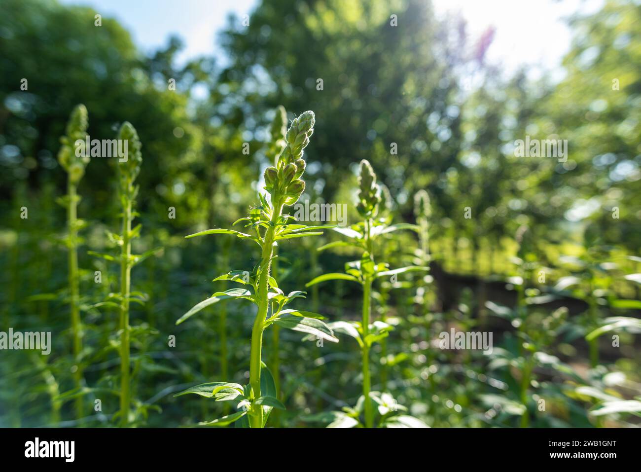 Tall healthy snapdragons with flower buds, ready to bloom. Antirrhinum ...