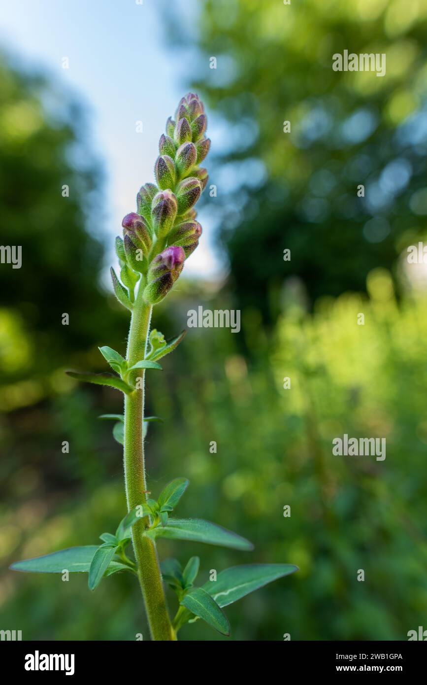 Tall healthy snapdragons with flower buds, ready to bloom. Antirrhinum ...