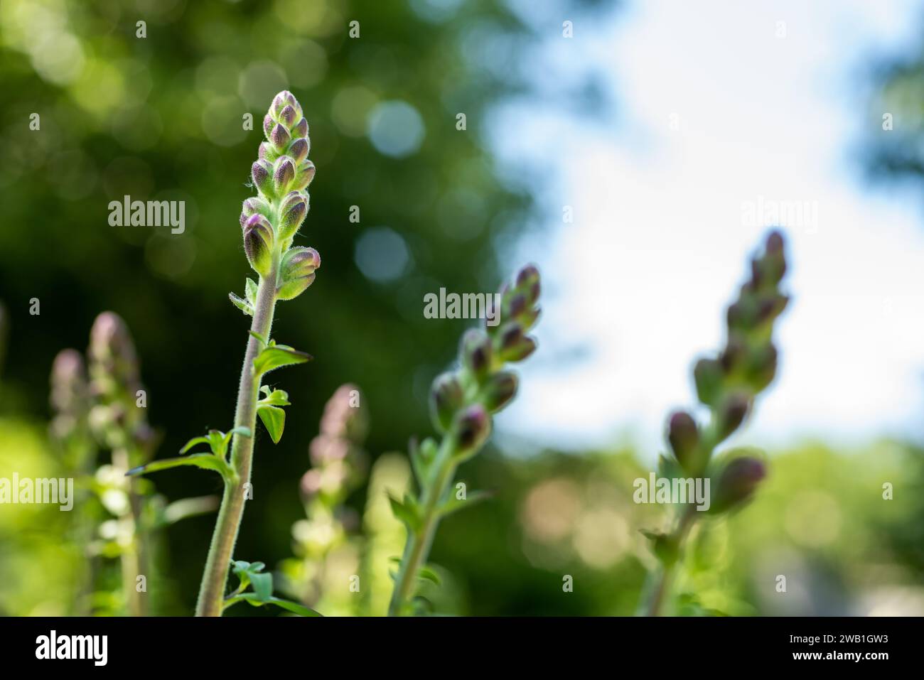 Tall healthy snapdragons with flower buds, ready to bloom. Antirrhinum ...