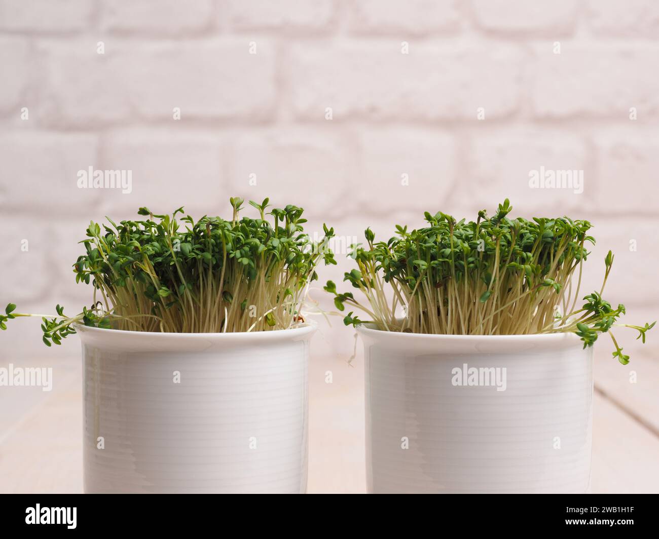 Organic cress in a white pot on a wooen kitchen table, close up ...