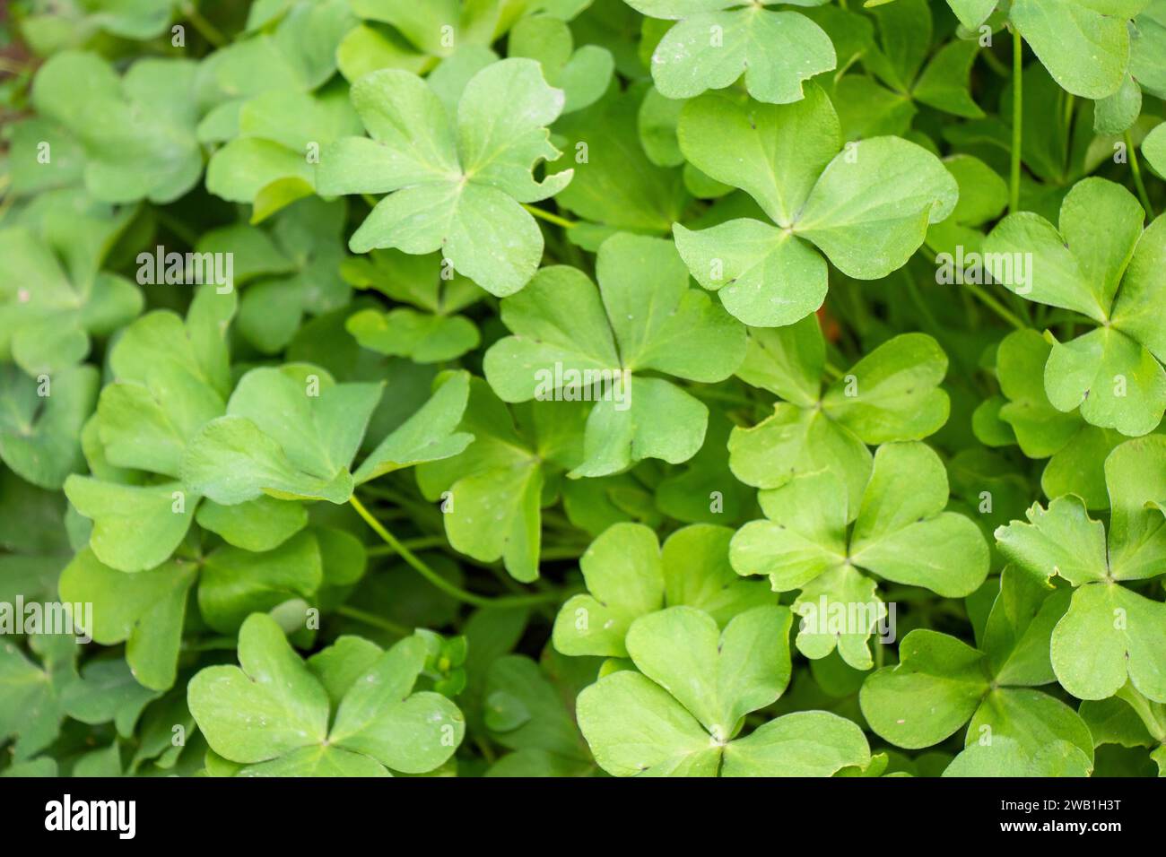 4 leaf clover field hi-res stock photography and images - Alamy