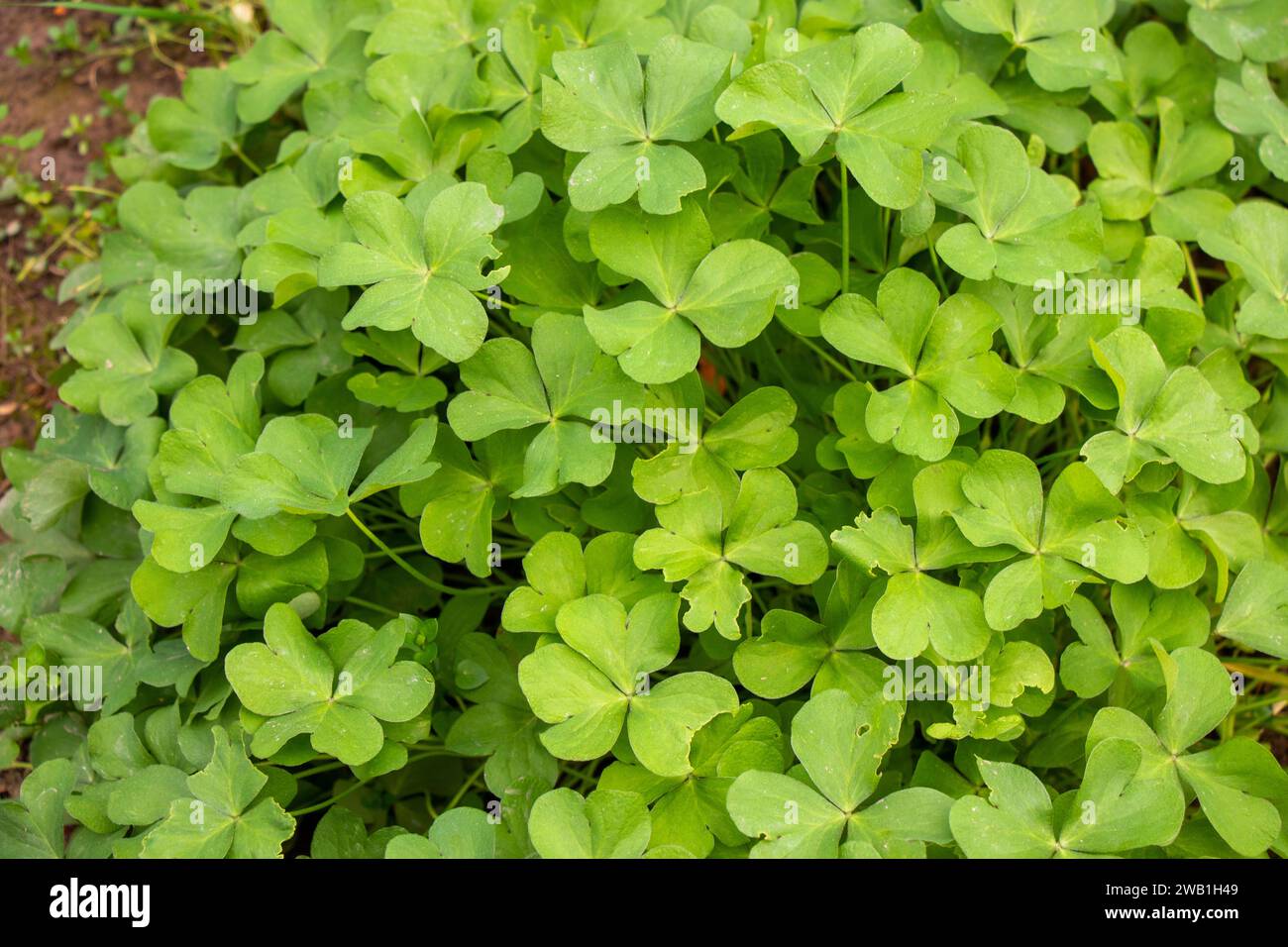4 leaf clover field hi-res stock photography and images - Alamy