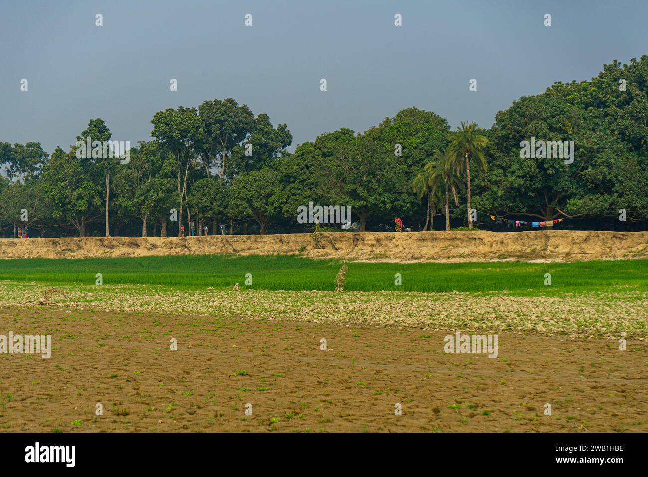 Bangladesh rice planting hi-res stock photography and images - Alamy