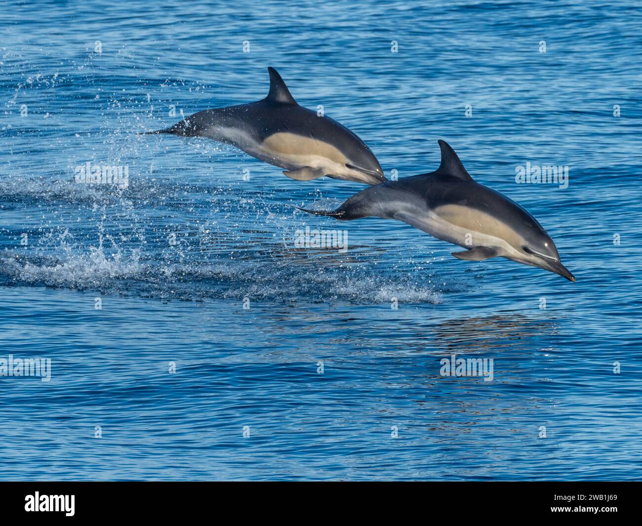 short-beaked common dolphins, Delphinis delphis, leaping in New Zealand ...