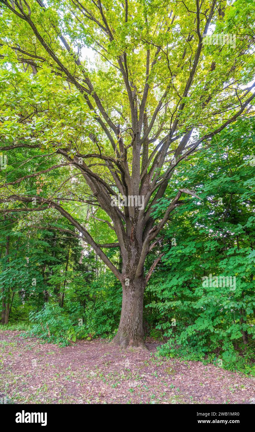 Old big oak tree in summer park. Summer background Stock Photo - Alamy
