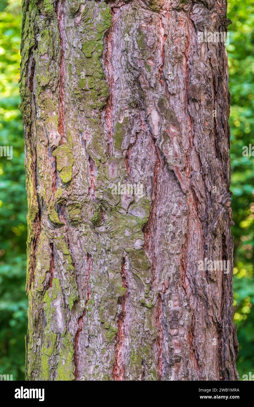 Black pine bark detail. Latin name - Pinus nigra. Pinus nigra, the ...