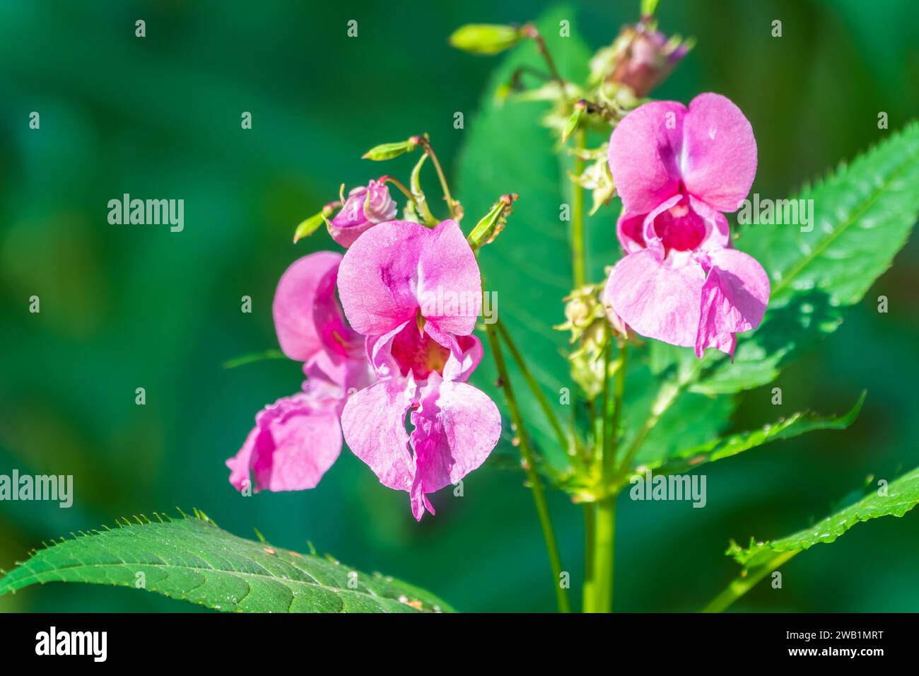 Purple flower of Impatiens glandulifera, Himalayan balsam, is a large ...