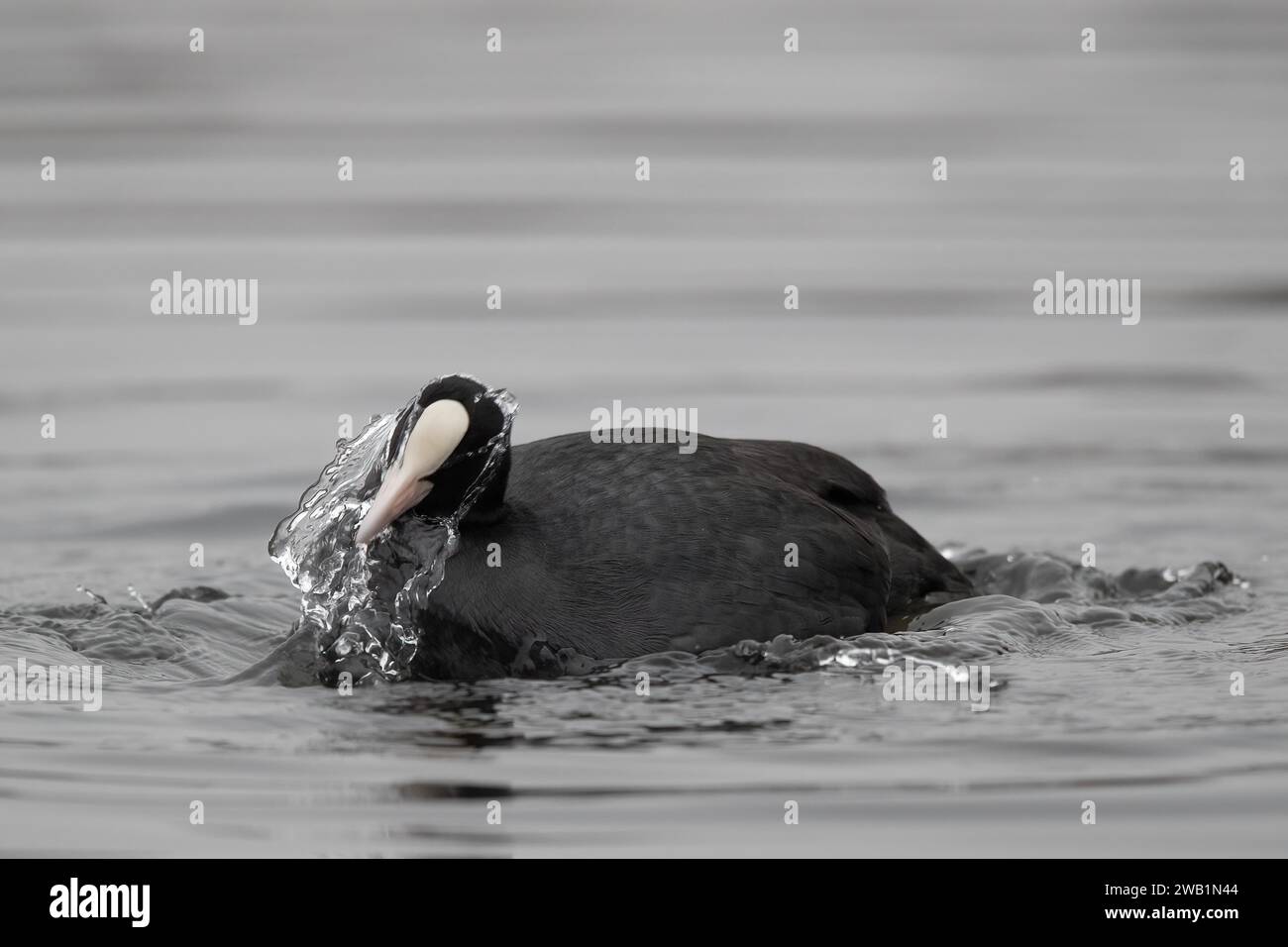 A coot grooming its feathers, Lake Kemnader, Ruhr area, North Rhine ...