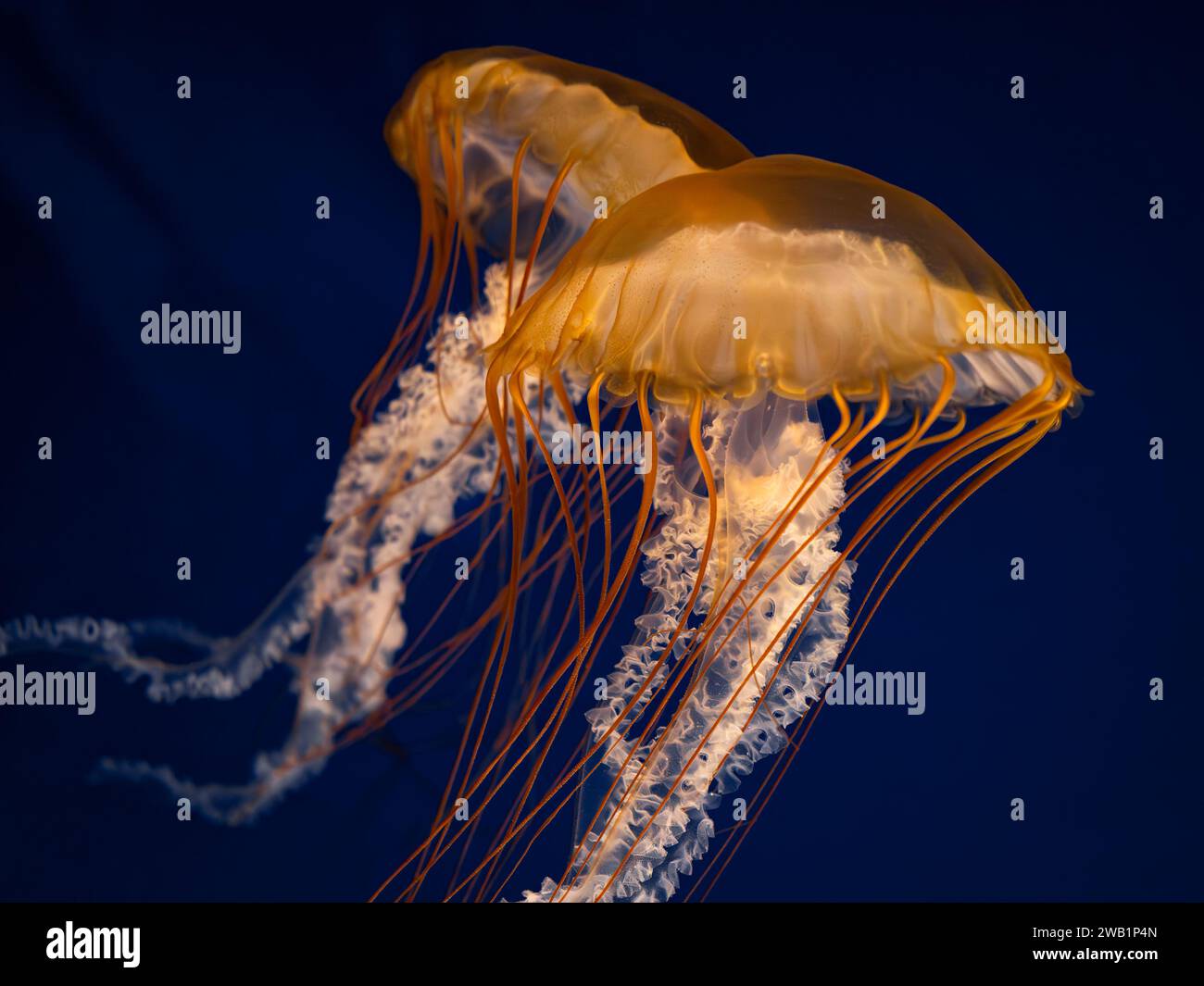 Japanese sea nettle Stock Photo - Alamy