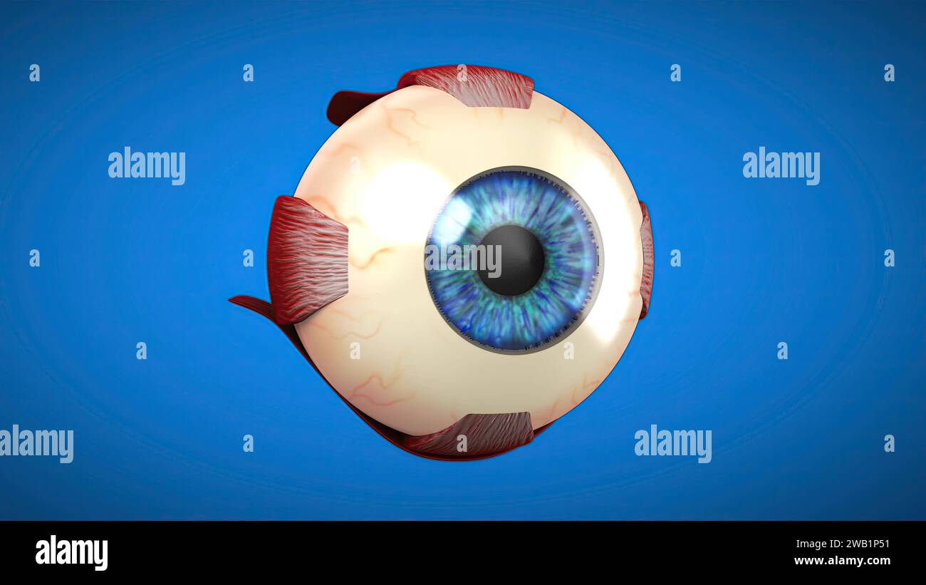3D anatomical model of an Eye Stock Photo - Alamy