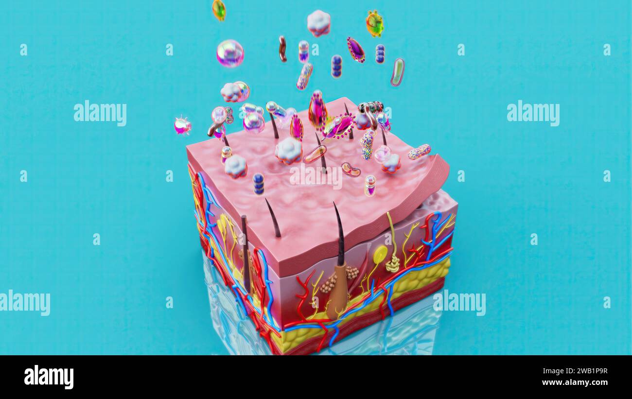 Dermis and fat animation hi-res stock photography and images - Alamy