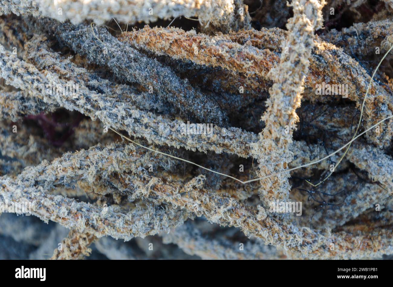 Old rope washed up contaminating Ballywalter beach Stock Photo - Alamy