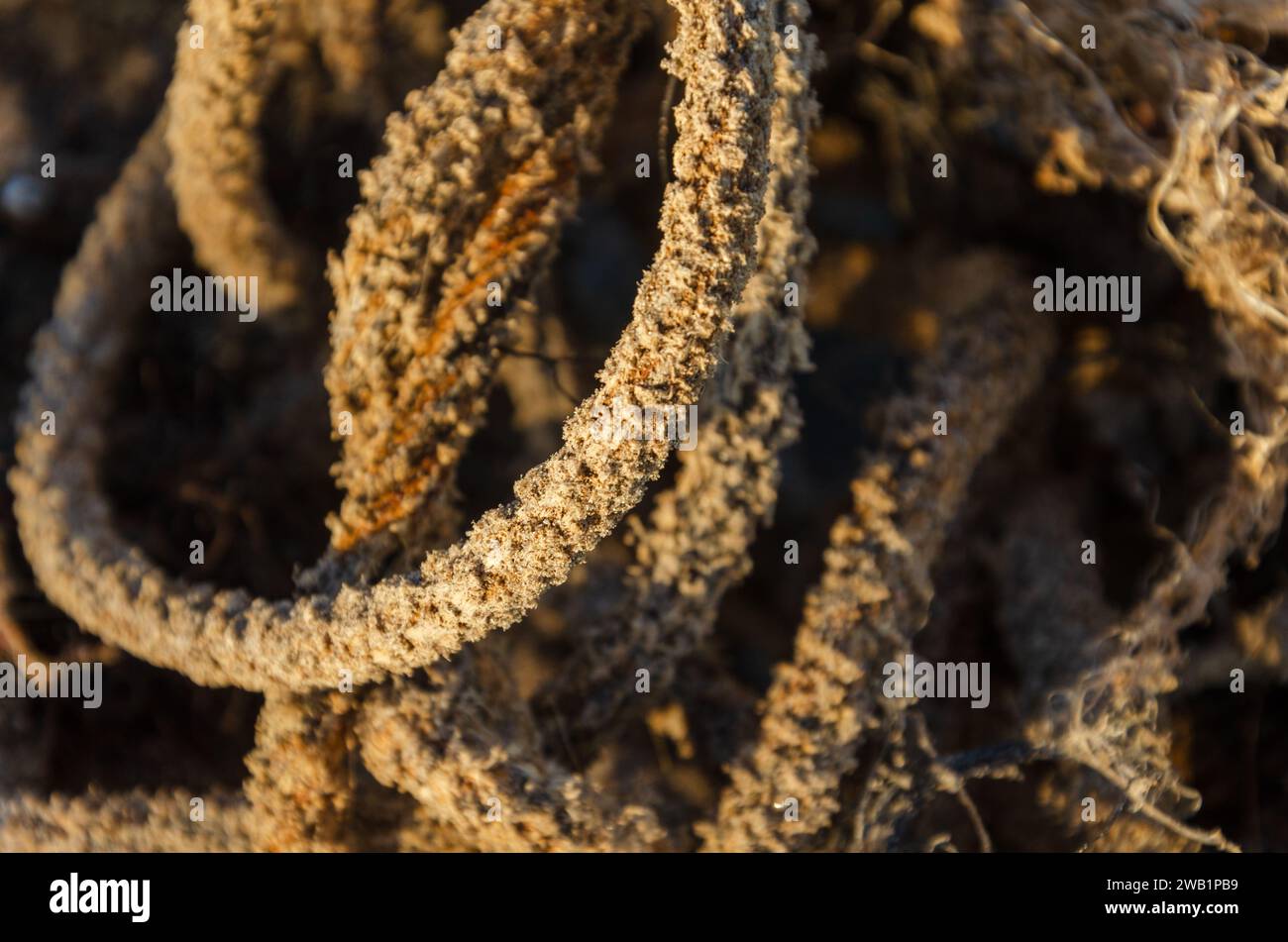 Old rope washed up contaminating Ballywalter beach Stock Photo - Alamy