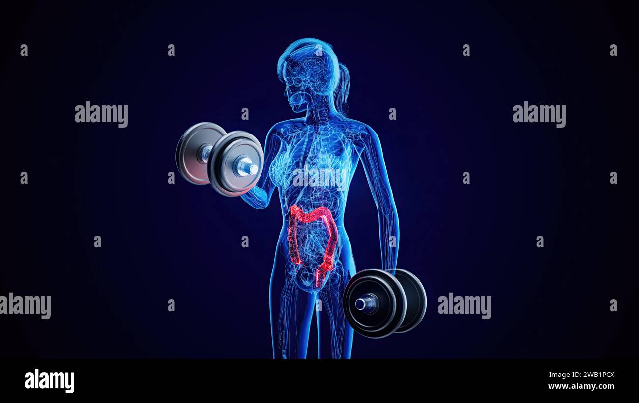 Anatomy of a X-ray woman doing Biceps Curls Stock Photo - Alamy