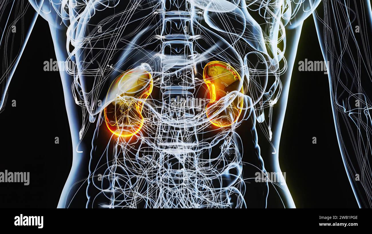 Biceps and brain hi-res stock photography and images - Alamy