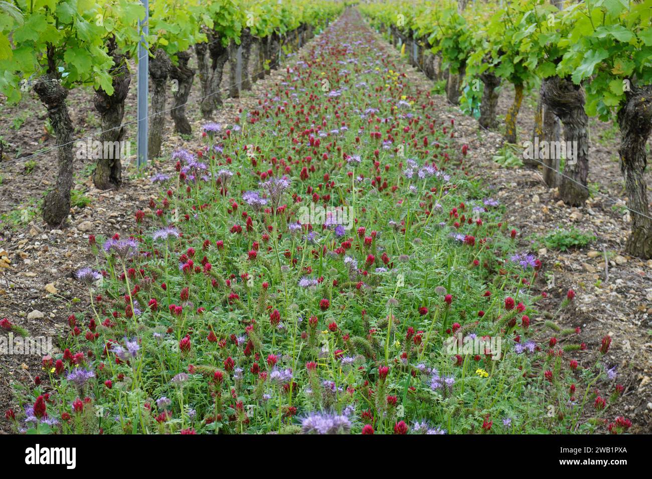 Colorful weeds hi-res stock photography and images - Alamy