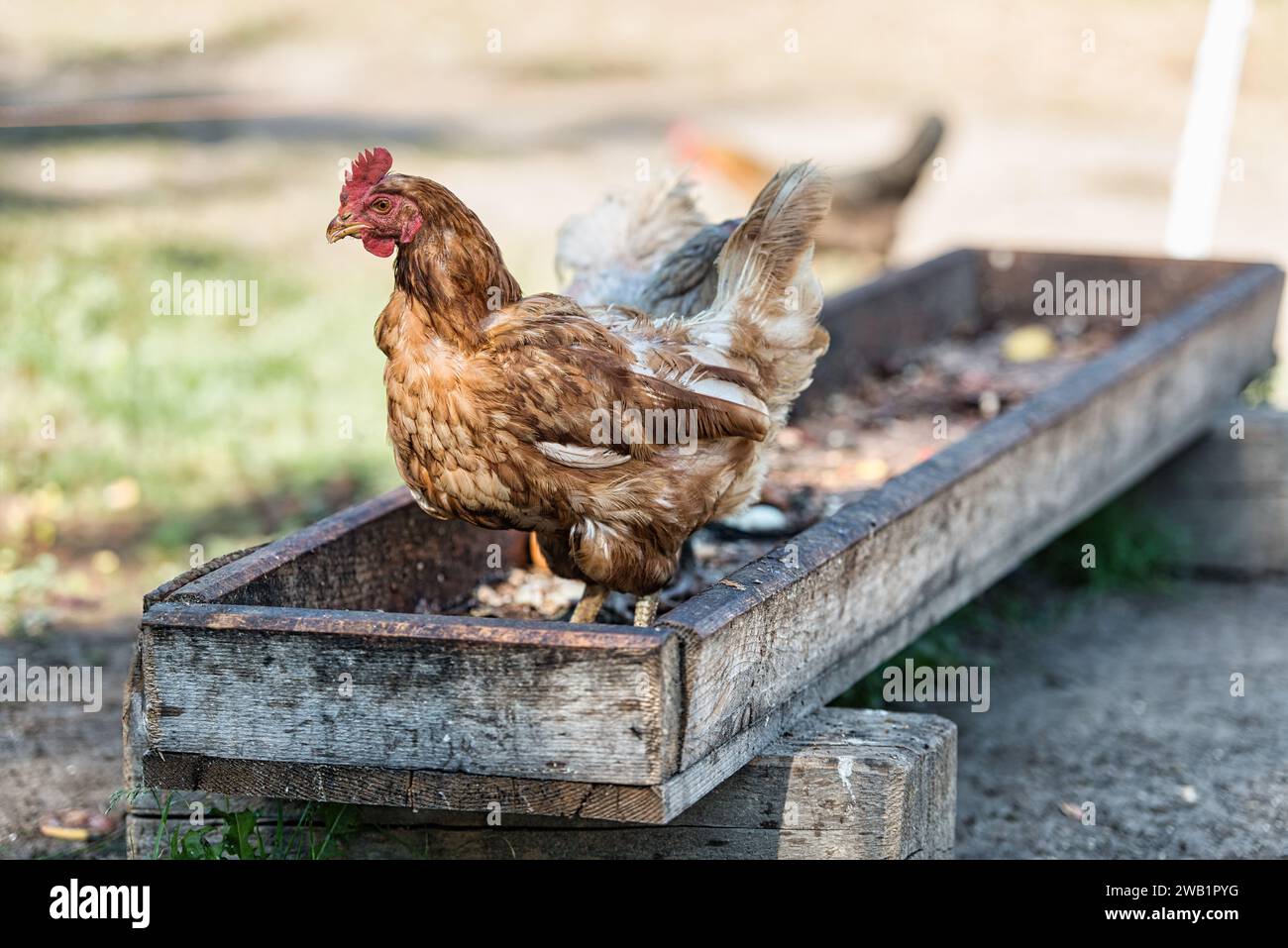 A hen behind the feeder of a chicken coop Stock Photo - Alamy