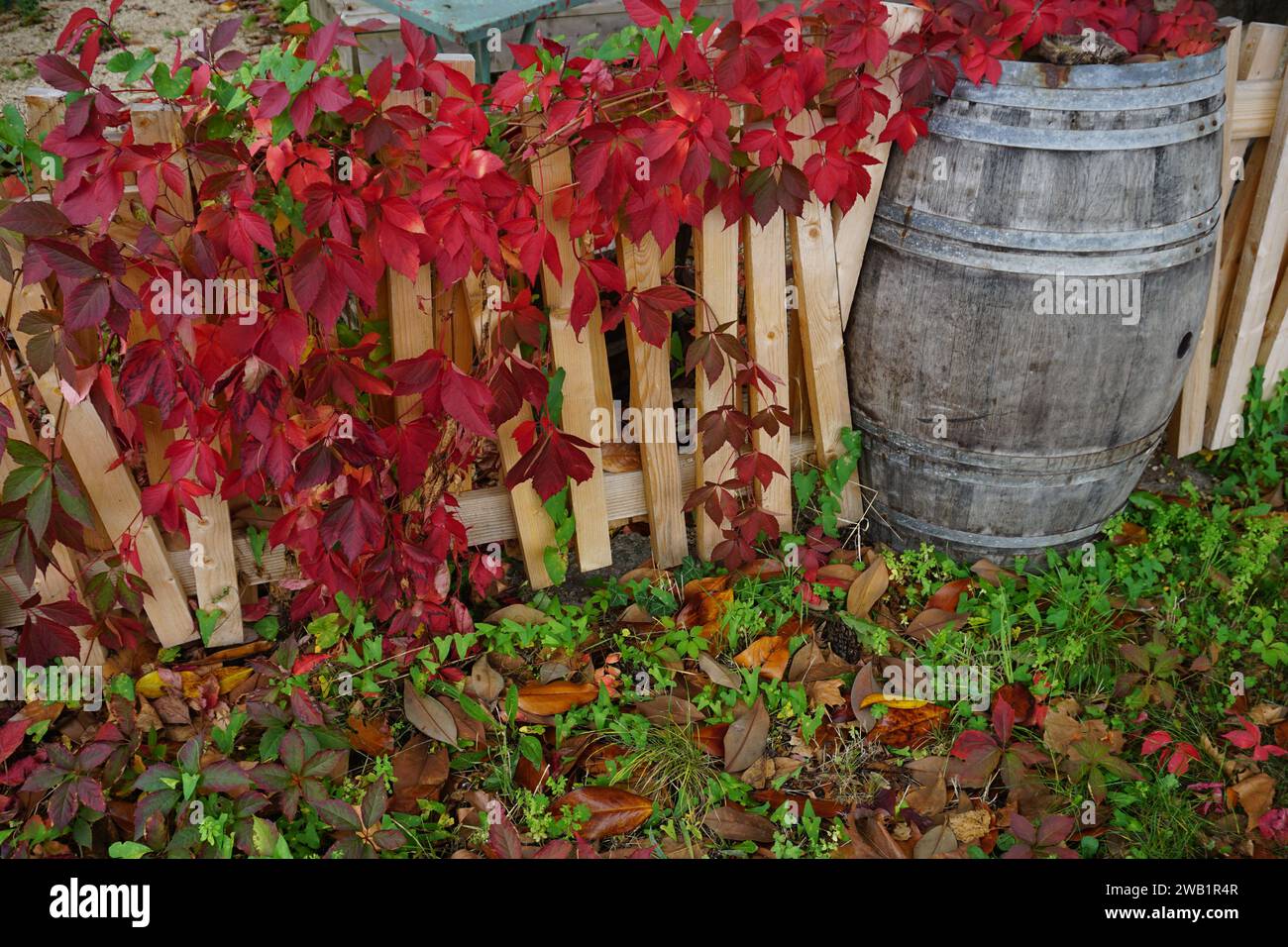 old wood barrel by a fence with red ivy creeping in the loire valley ...