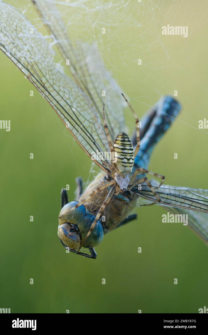 Wasp spider (Argiope bruennichi) with king dragonfly (Anax imperator ...