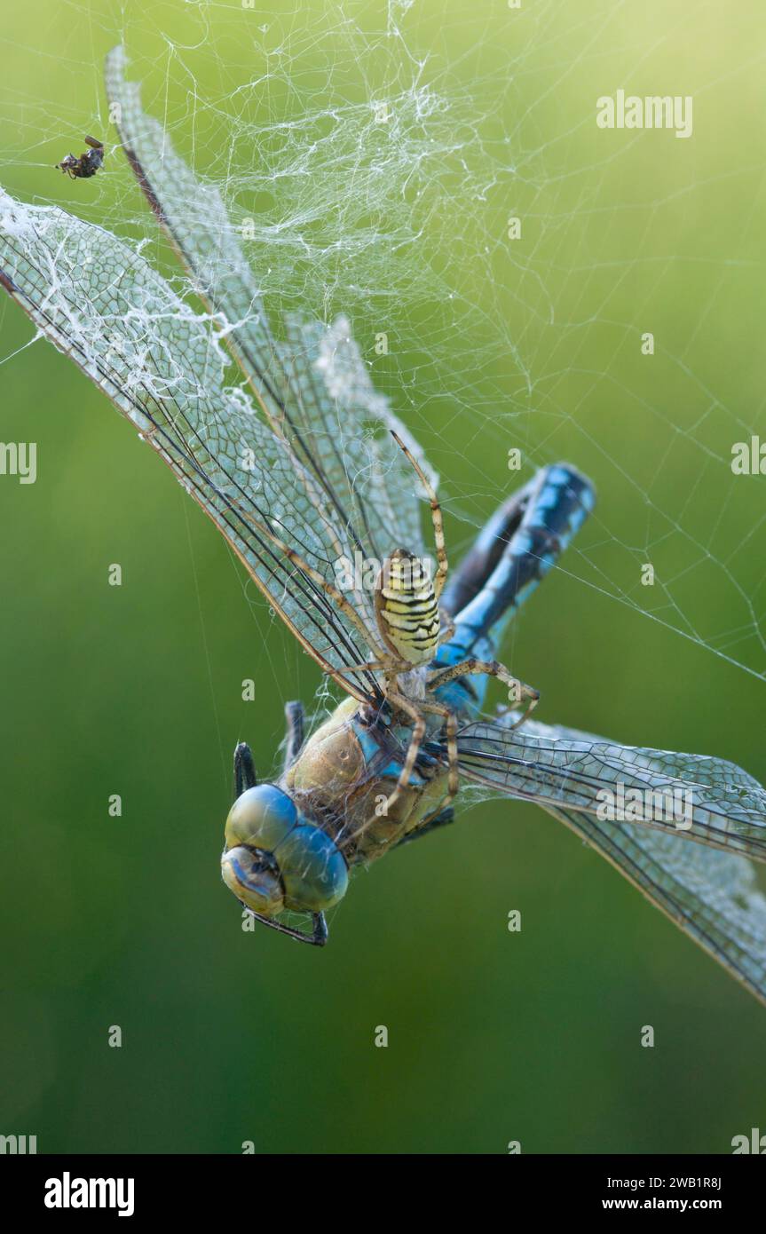 King spider hi-res stock photography and images - Alamy