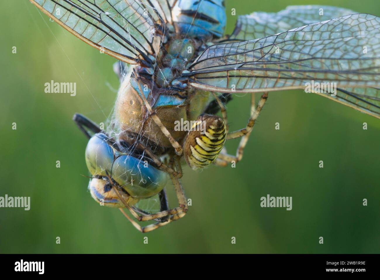 Wasp spider (Argiope bruennichi) with king dragonfly (Anax imperator ...