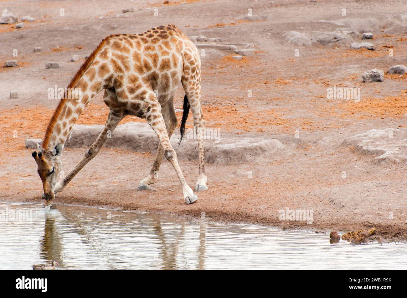 Angolan giraffe (Giraffa giraffa angolensis) drinking at Okaukuejo waterhole in Etosha National ...