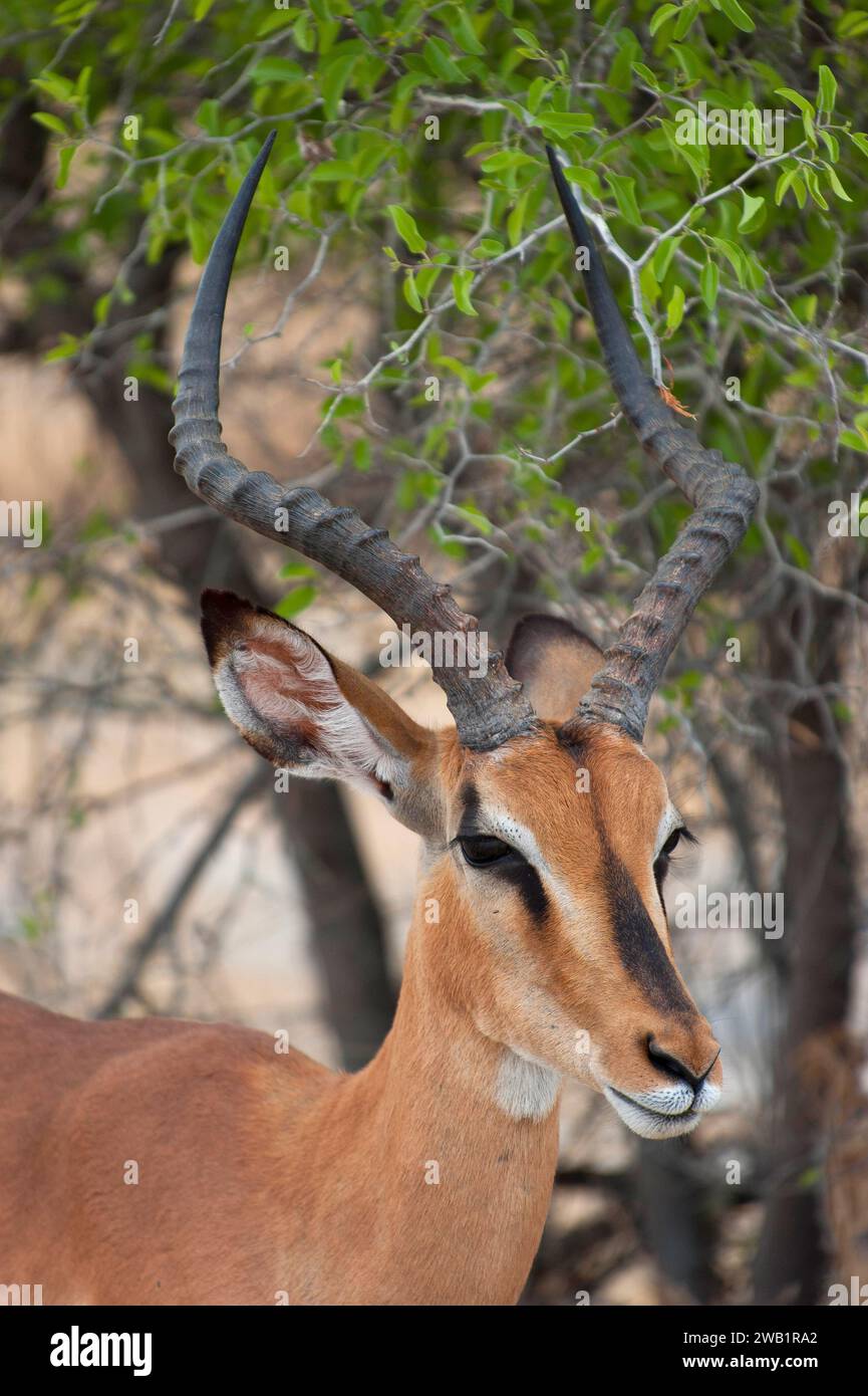 Black-nosed impala (Aepyceros petersi), antelope, ungulate, in Etosha ...