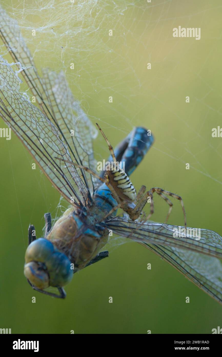 Wasp spider (Argiope bruennichi) with king dragonfly (Anax imperator ...