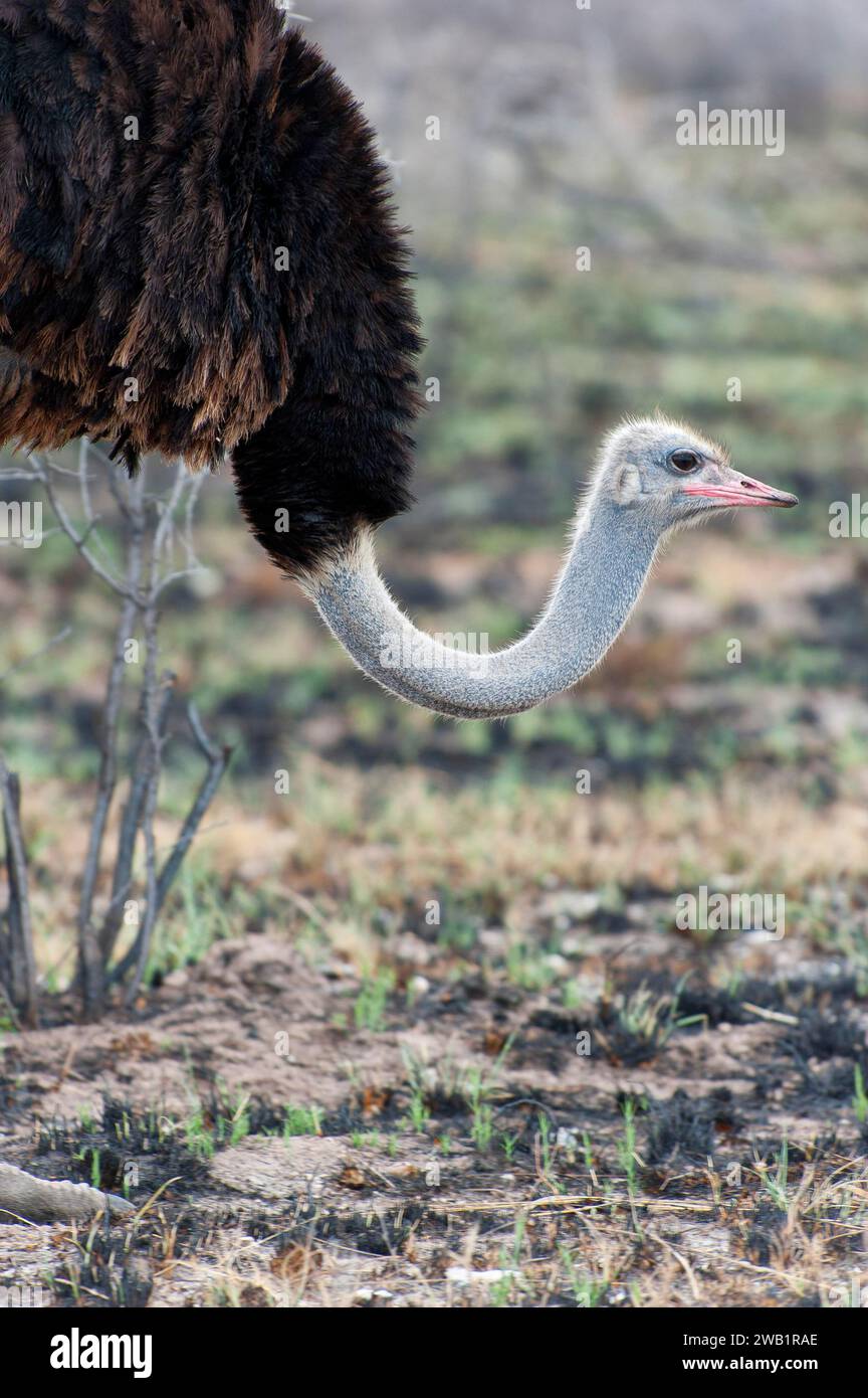 African ostrich (Struthio camelus) in the savannah in Etosha National ...