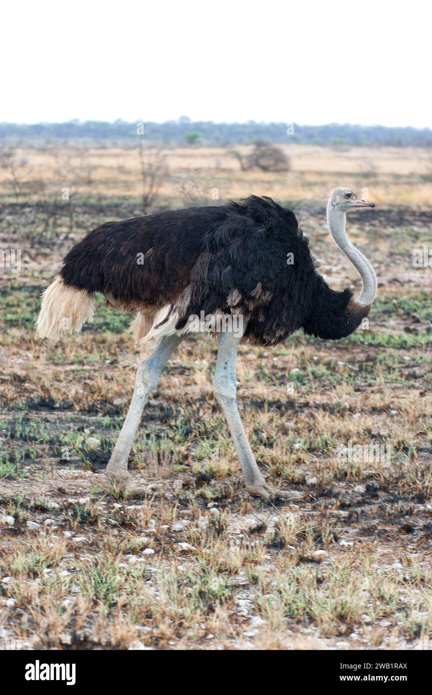 African ostrich (Struthio camelus) in the savannah in Etosha National ...