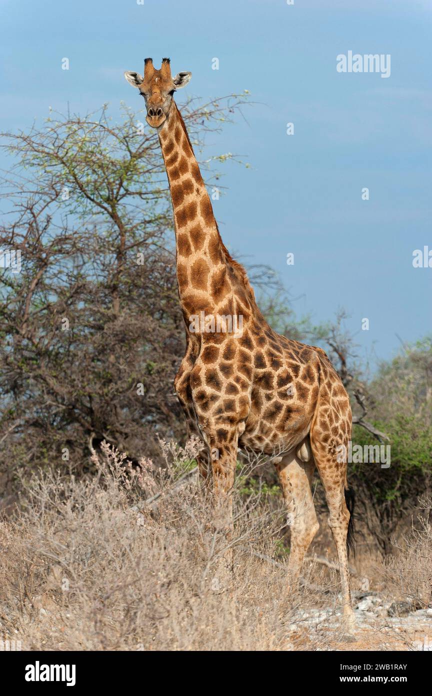 Angolan giraffe (Giraffa giraffa angolensis) in Etosha National Park ...