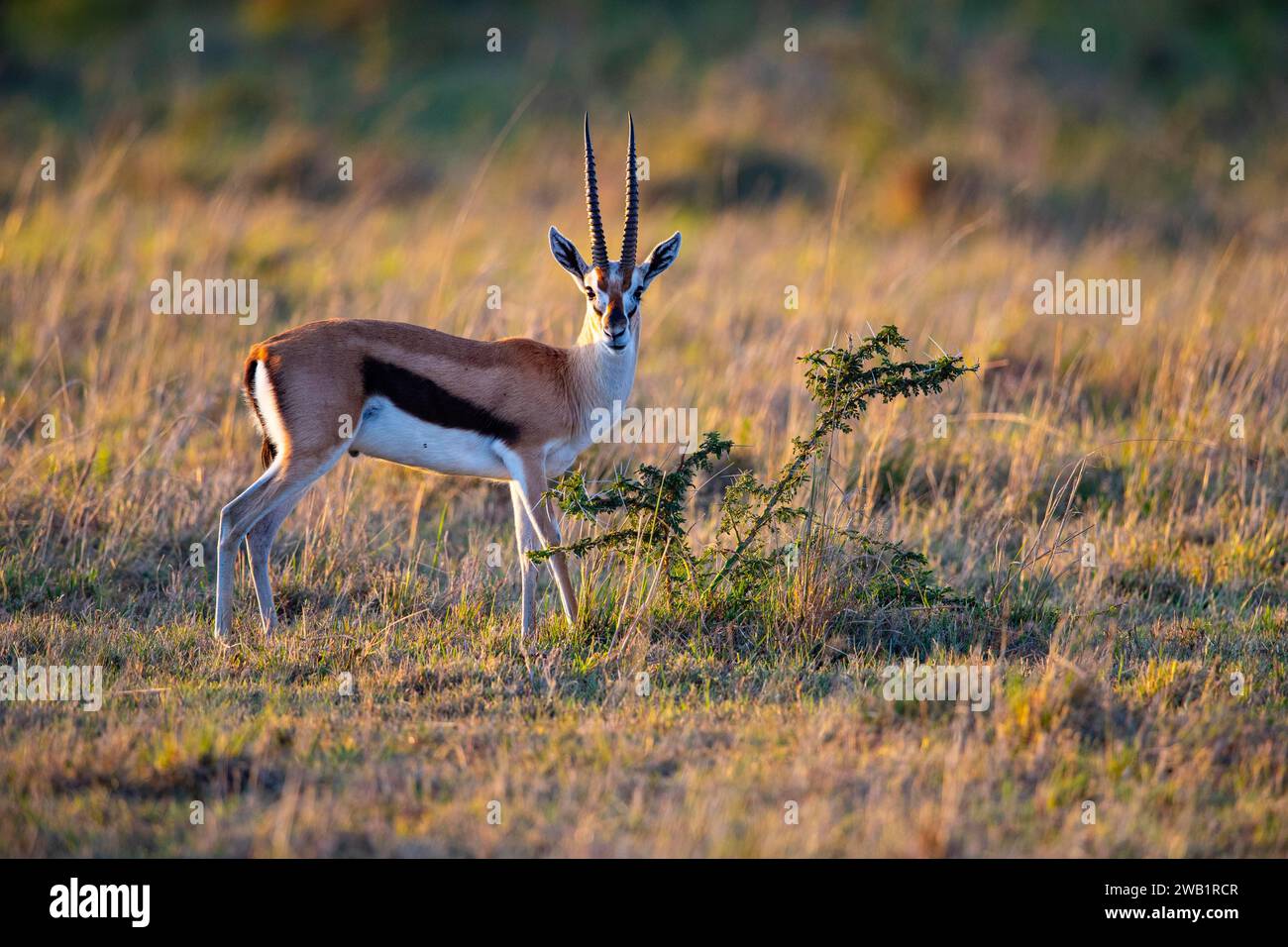 Thomson's gazelle (Gazella thomsoni) Masai Mara Kenya Stock Photo - Alamy