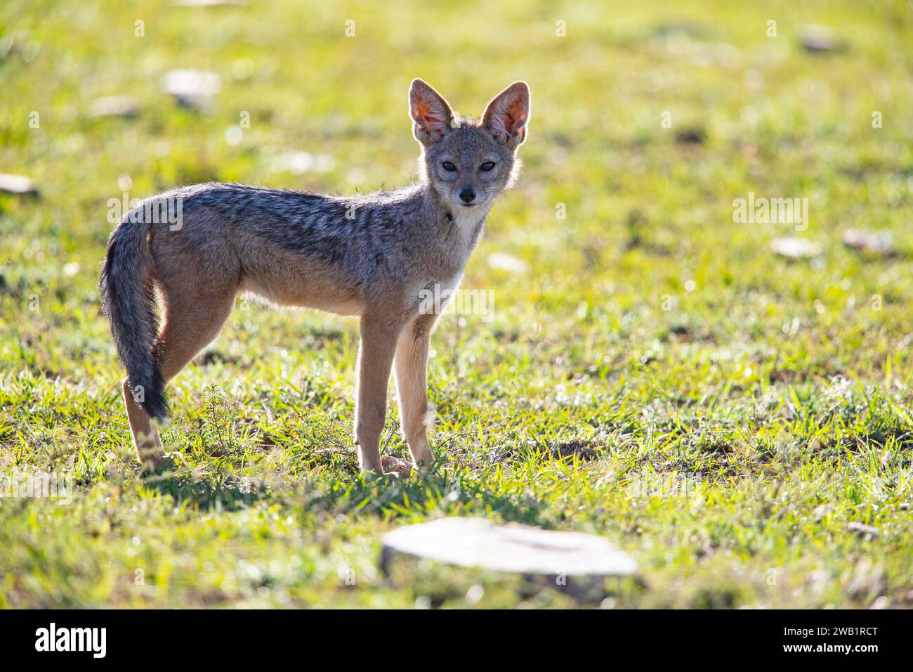 Black-backed jackal (Canis mesomeles) Masai Mara Kenya Stock Photo - Alamy