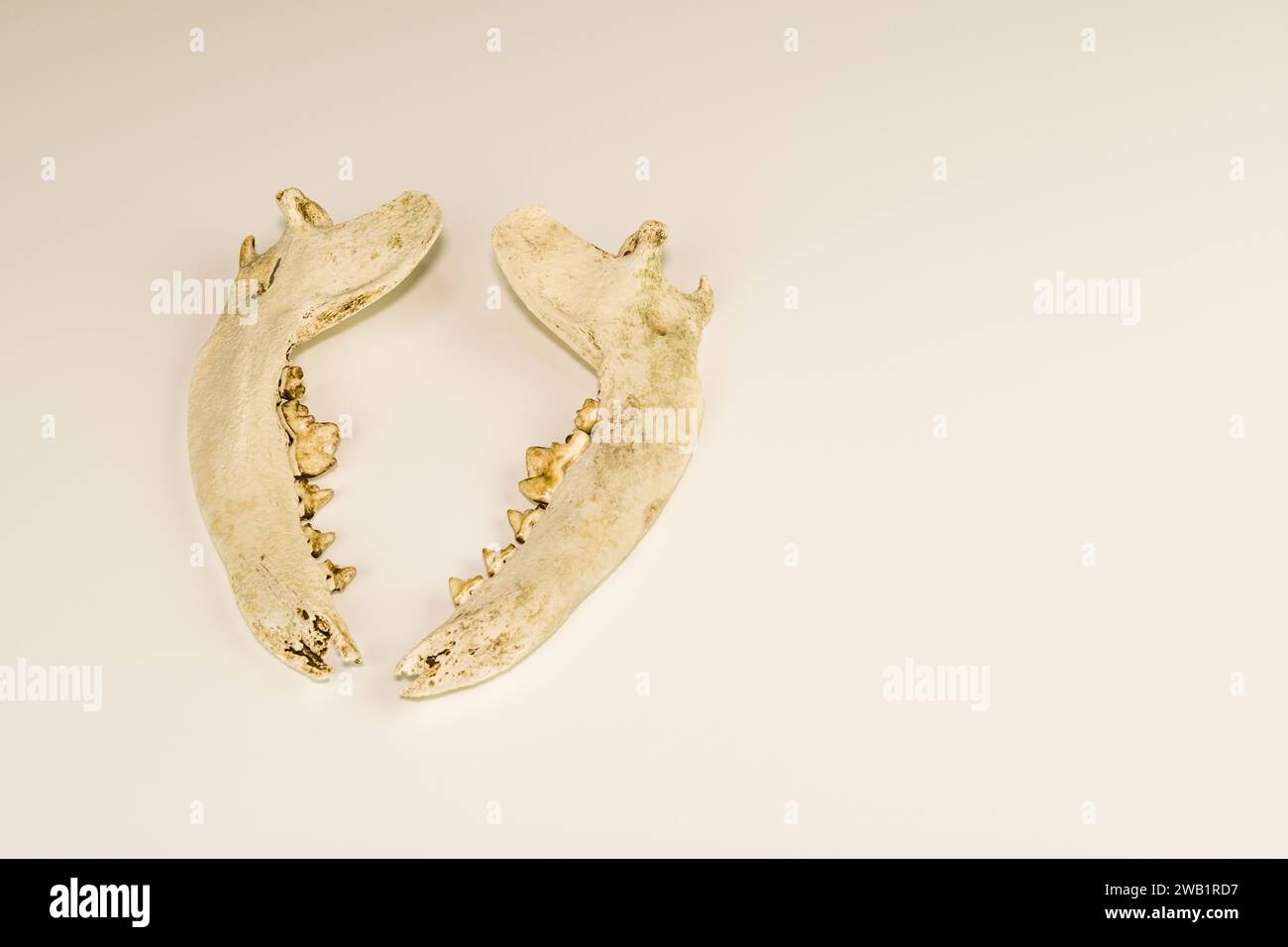 Jaw bones of dead animal with teeth intact isolated on white background ...