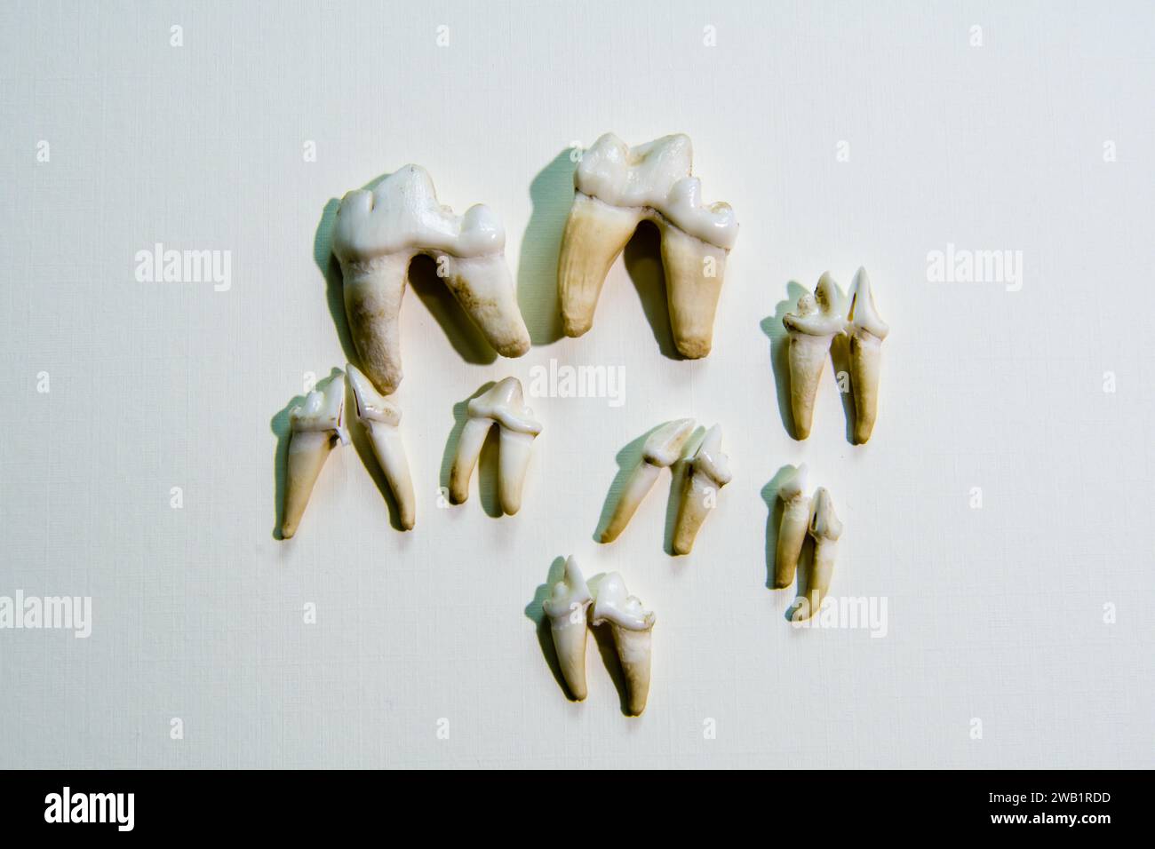 Various teeth from dead animal with roots some of which are broken on ...