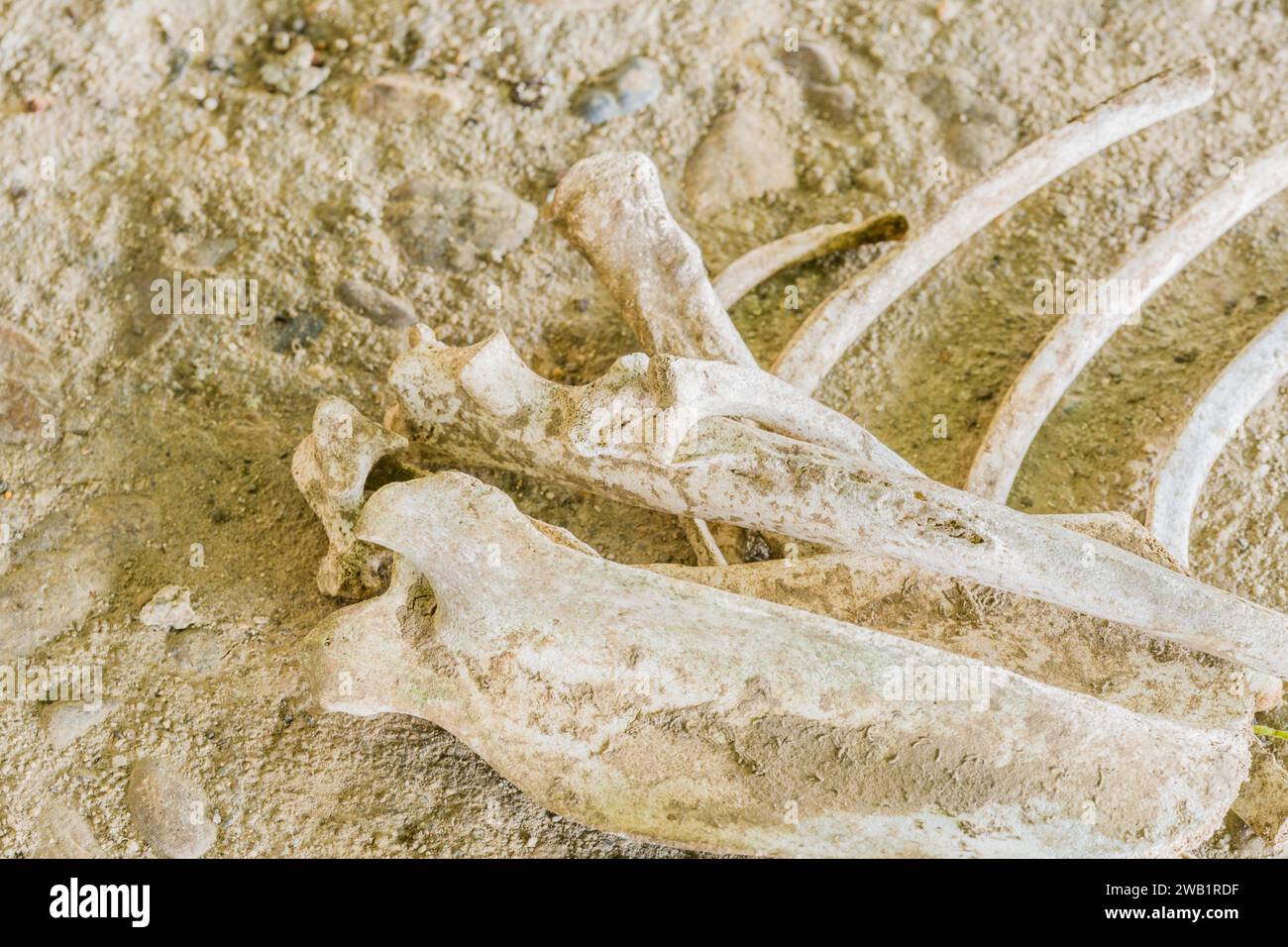 Animal bones hi-res stock photography and images - Alamy