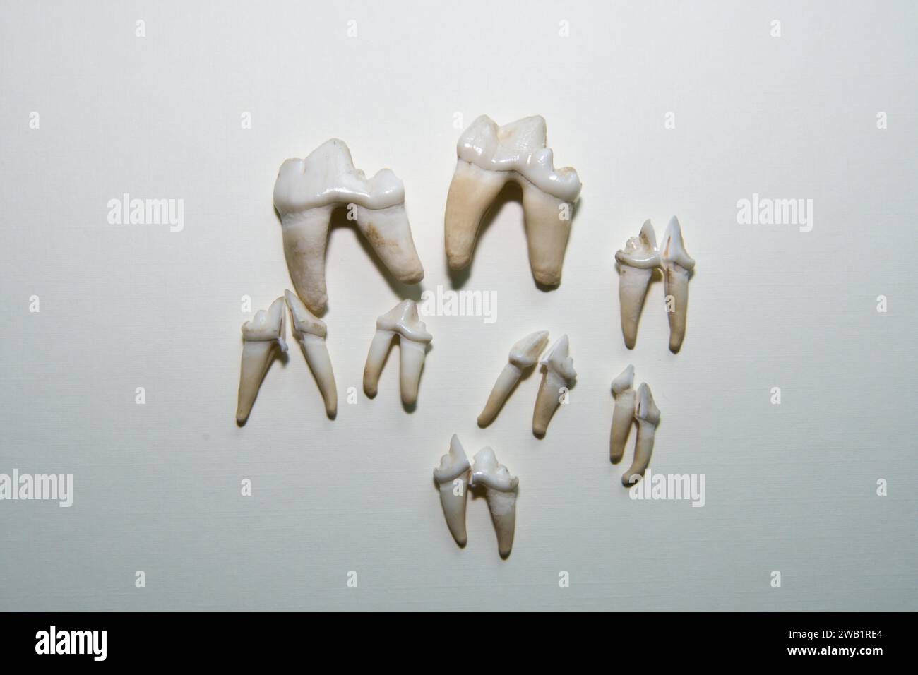 Various teeth from dead animal with roots some of which are broken ...
